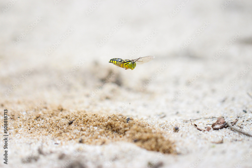 vespa da areia voando perto do seu buraco Stock Photo | Adobe Stock