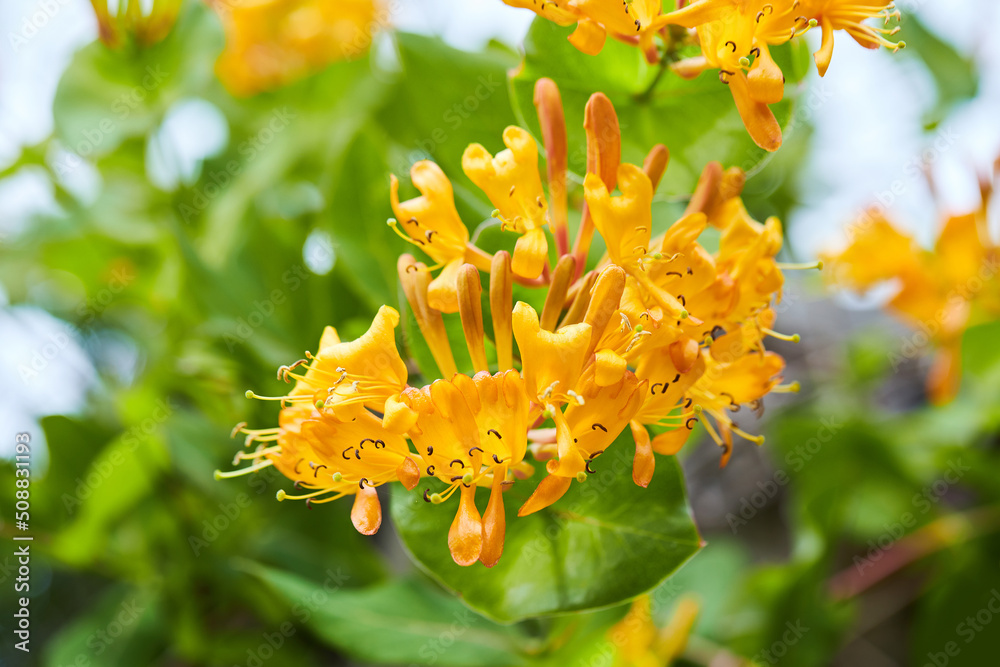 Blooming yellow honeysuckle Bush. Flowering yellow Honeysuckle ...