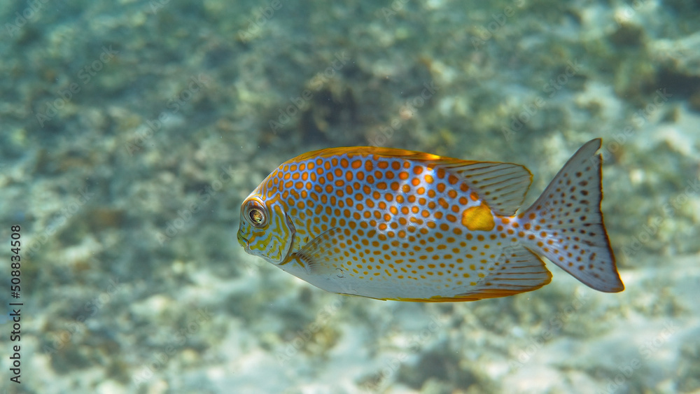 Underwater photo of golden rabbitfish or Siganus guttatus in coral reef ...