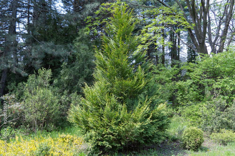 Green branches growing juniper. Juniperus from family cypress ...