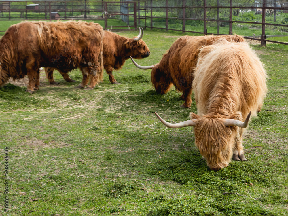 Highland Scottish breed of rustic cattle. Furry cows eat fresh grass in ...