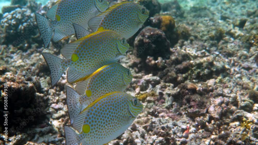 Vidéo Stock Underwater video of golden rabbitfish or Siganus guttatus ...