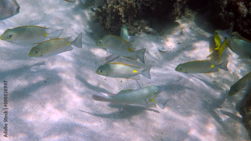 Underwater video of golden rabbitfish or Siganus guttatus school in ...