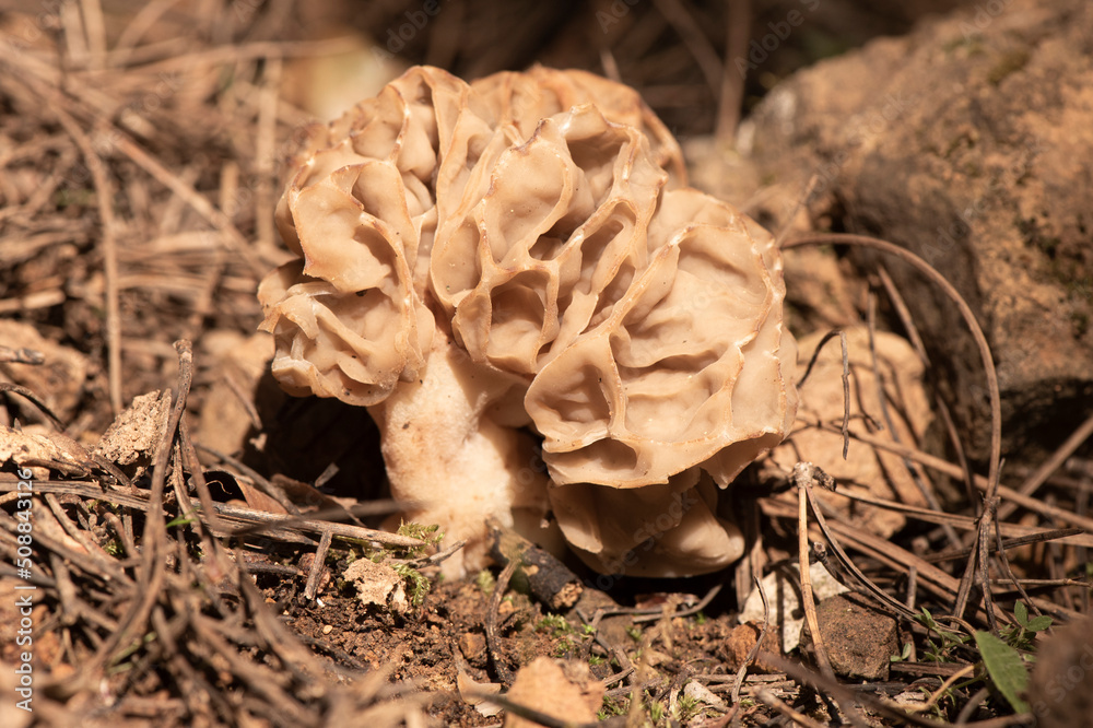 Morchella tridentina morel mushroom with the appearance of a wasp nest ...