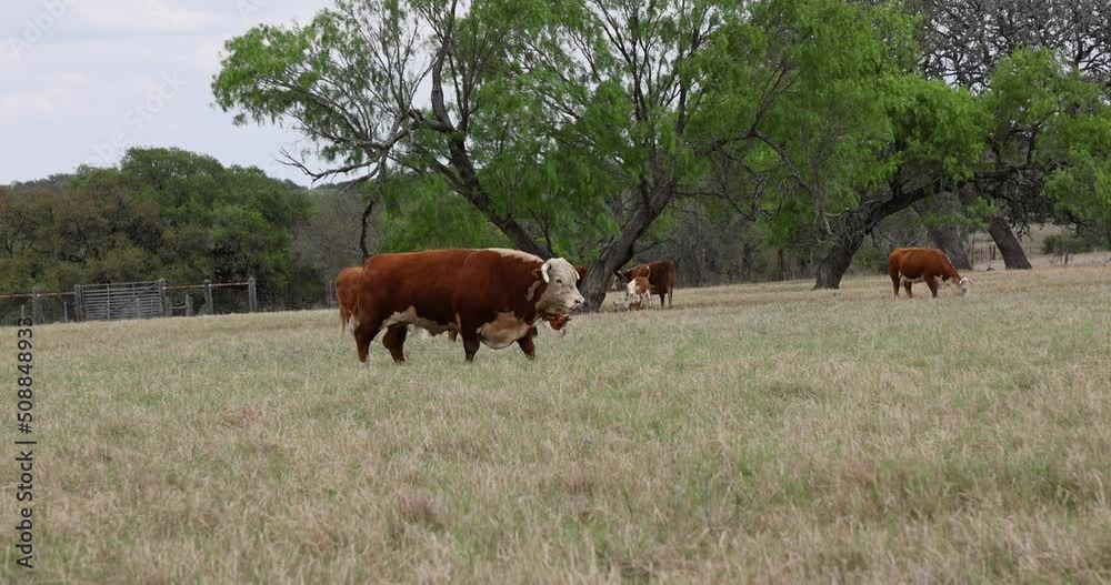 Cattle herd bull walking central Texas ranch. Hereford cattle raised ...