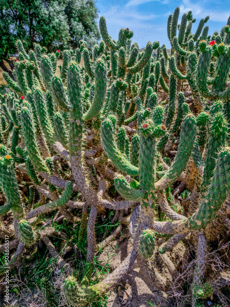 Grandes Cactus Columnares con flores rojas en Alicante típicos del ...
