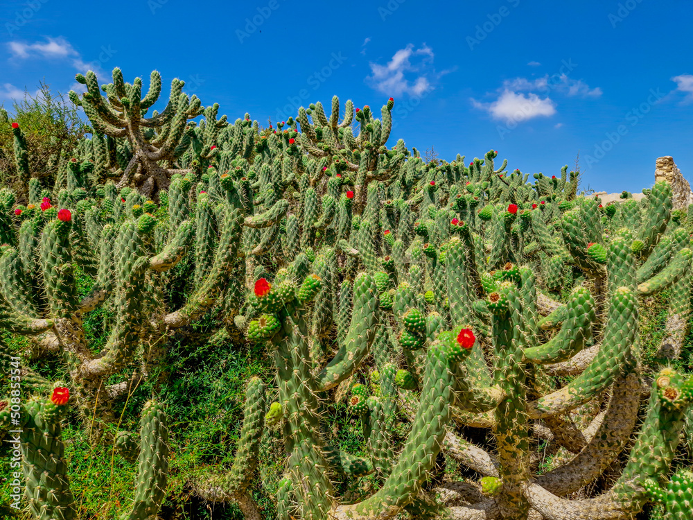 Grandes Cactus Columnares con flores rojas en Alicante típicos del ...