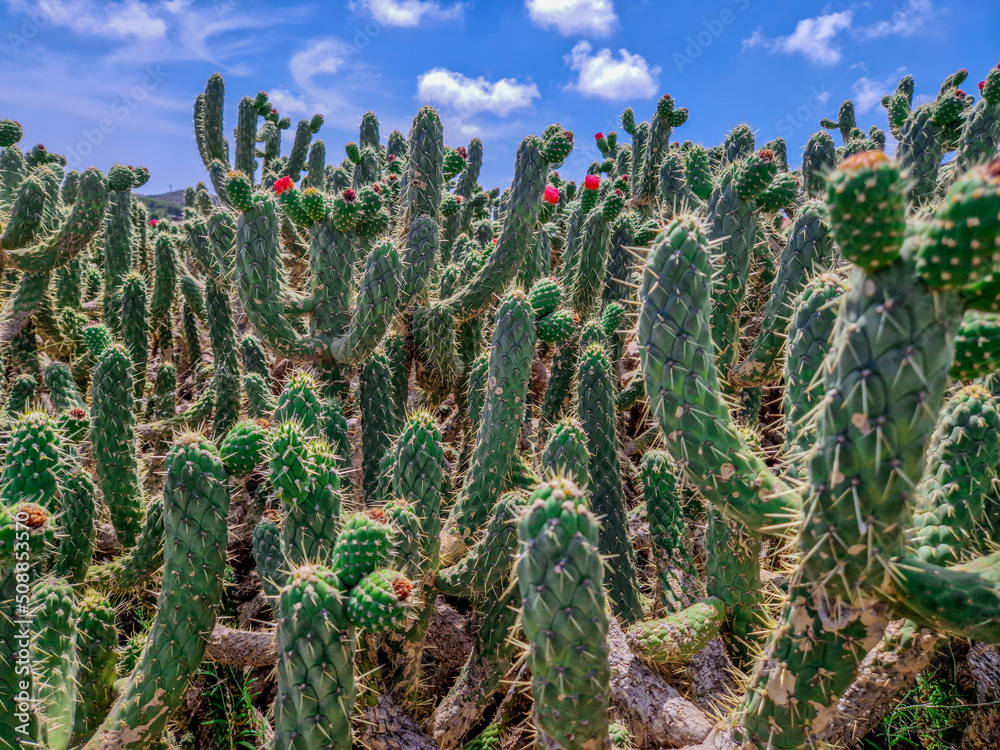 Grandes Cactus Columnares con flores rojas en Alicante típicos del ...