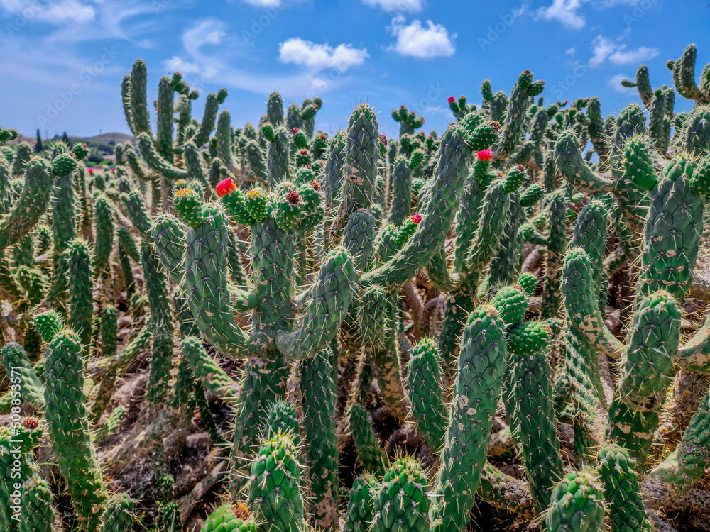Grandes Cactus Columnares con flores rojas en Alicante típicos del ...