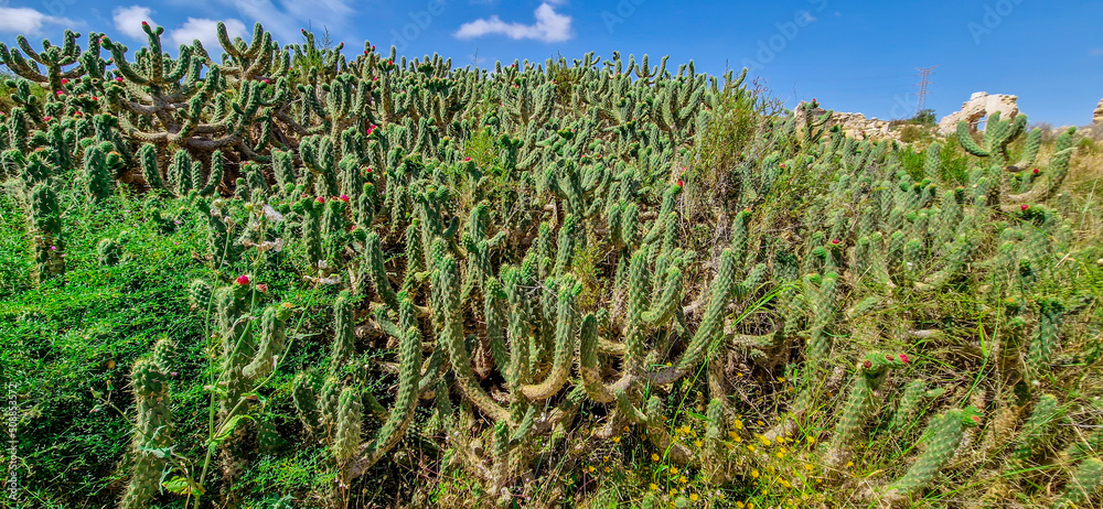 Grandes Cactus Columnares con flores rojas en Alicante típicos del ...