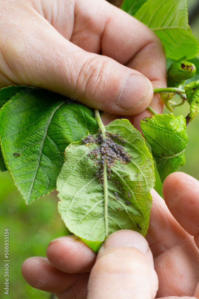 Control of aphids on plants. The fingers of a man hold a leaf on an ...
