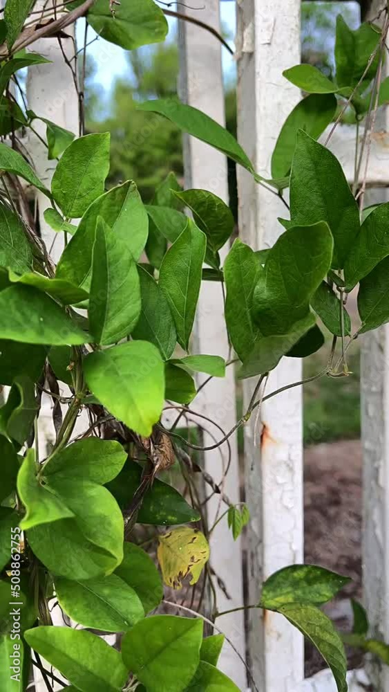 Plant growing on gate, Close Up Of Abandoned Gate, Gate With Plants on ...