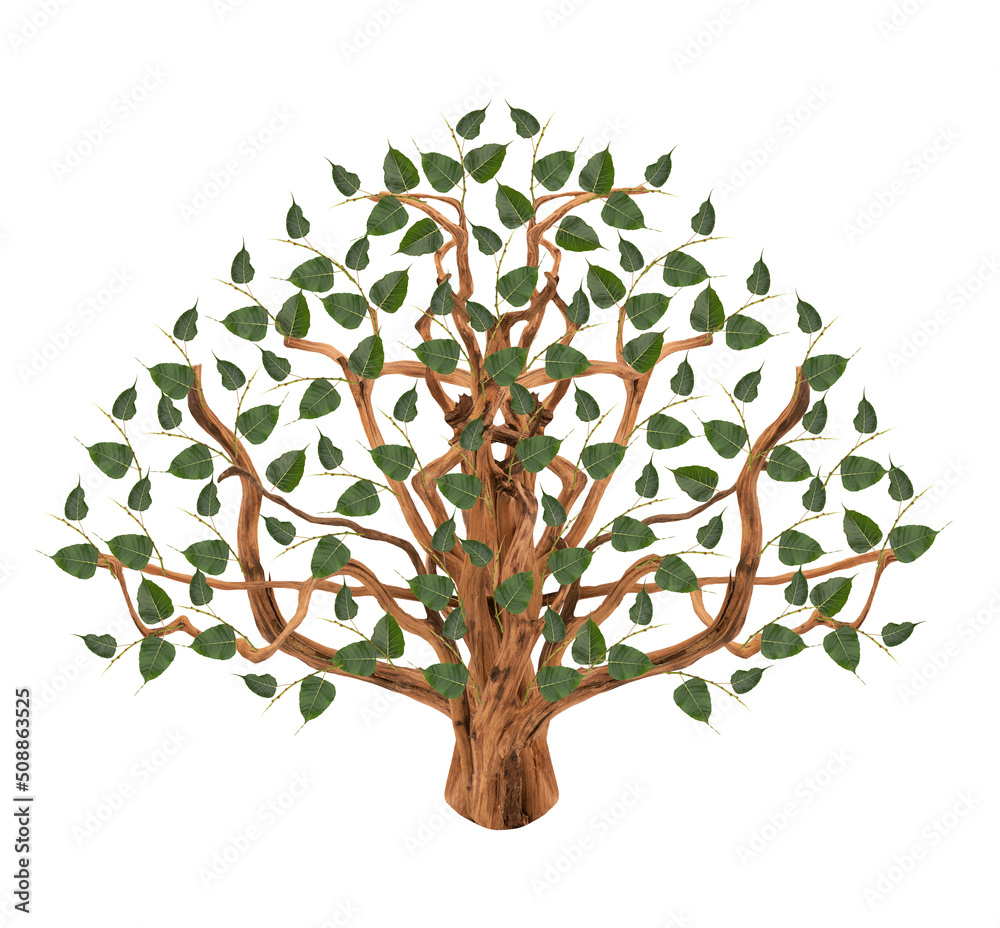 Ficus religiosa tree isolated on white background with clipping path ...