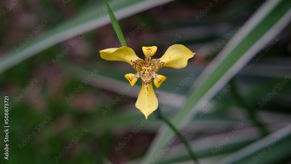 Trimezia known as walking iris, apostle's iris and apostle plant is a ...
