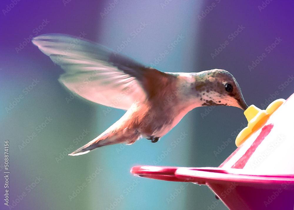 Hummingbird drinking from a feeder. Sunlight lights up this tiny bird ...