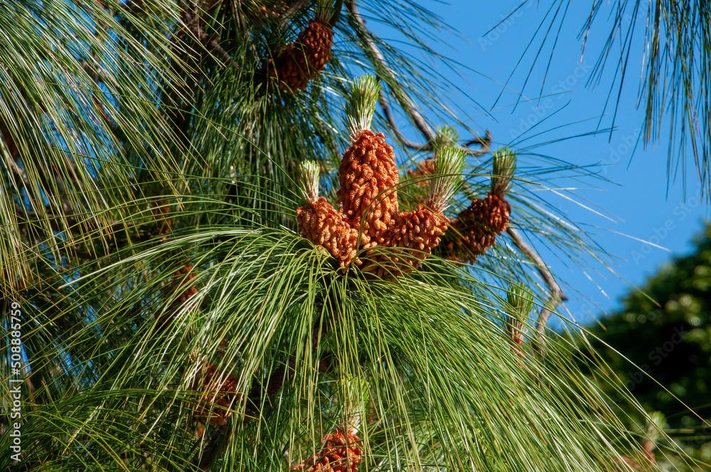Sydney Australia, close-up of the flowering cone of a Pinus Roxburghii ...