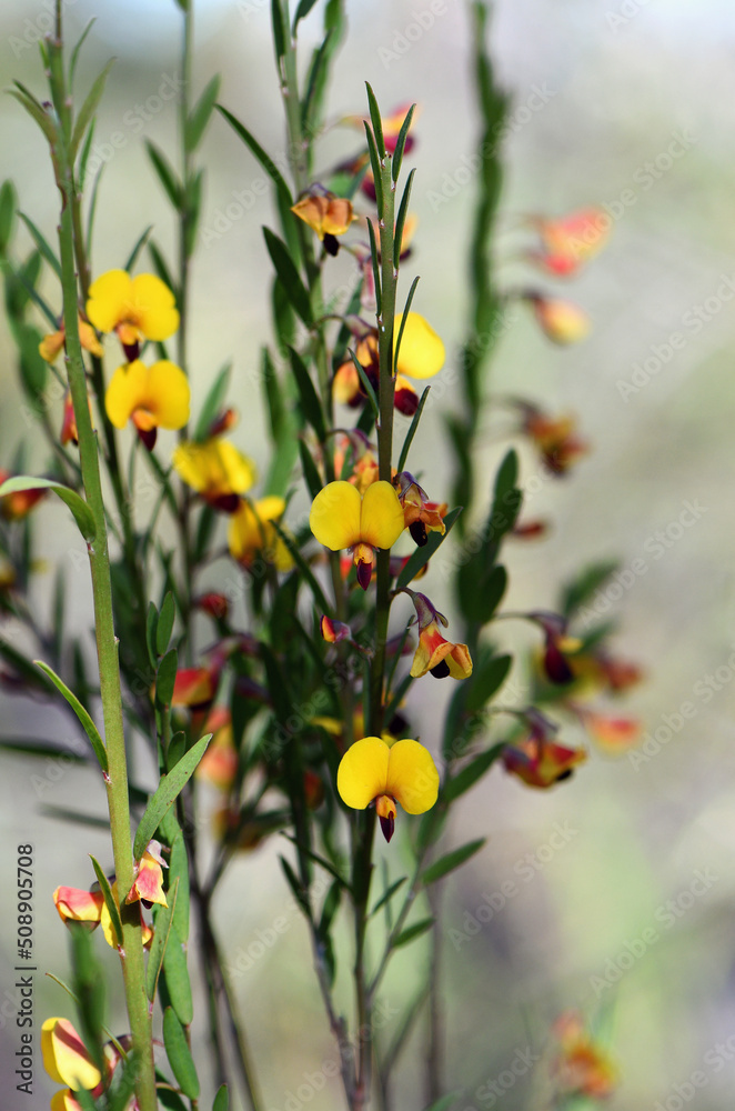 Yellow and red flowers of the Australian native pea Bossiaea ...