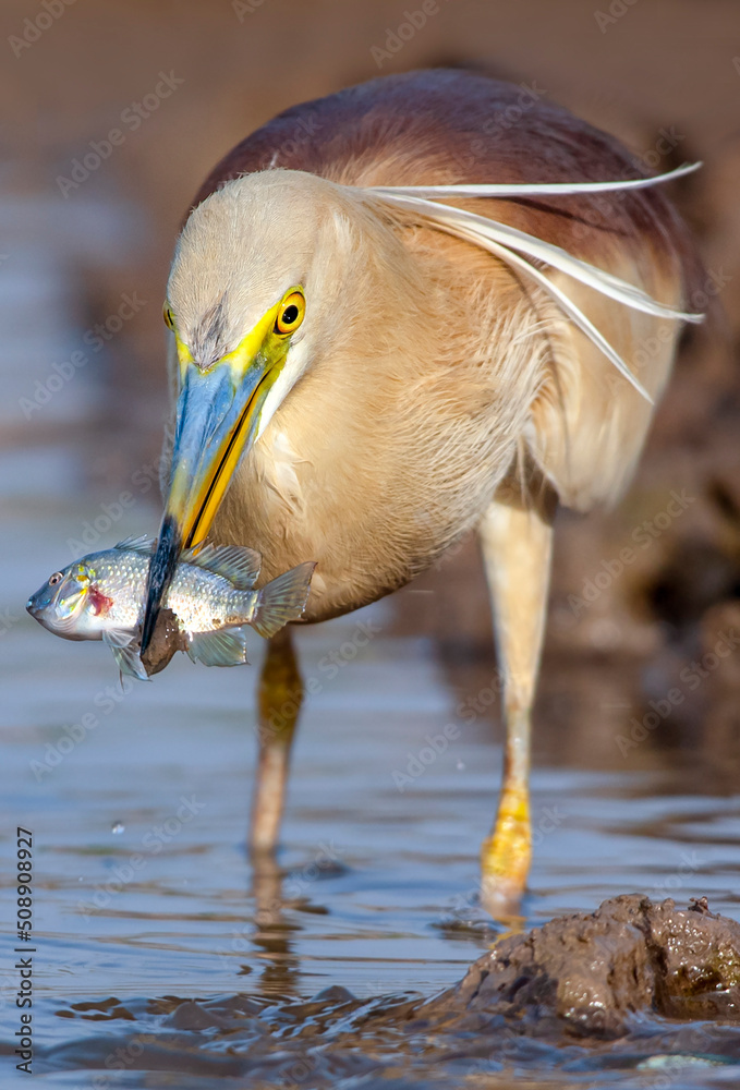 bird with preyed fish ,The Indian pond heron or paddybird is a small ...