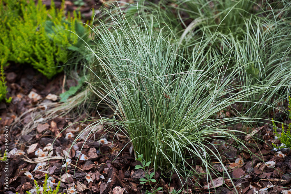 Festuca glauca with spiny leaves in the garden. Ornamental grasses and ...