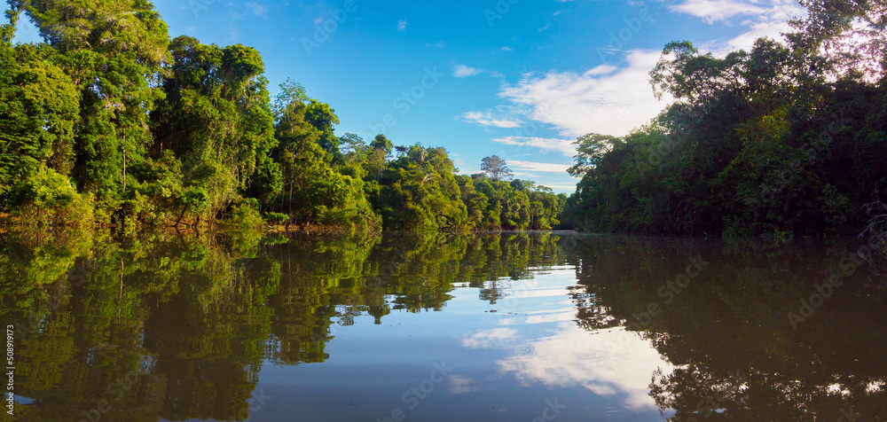 Amazonia - wall of green tropical forest of the Amazon jungle, green ...