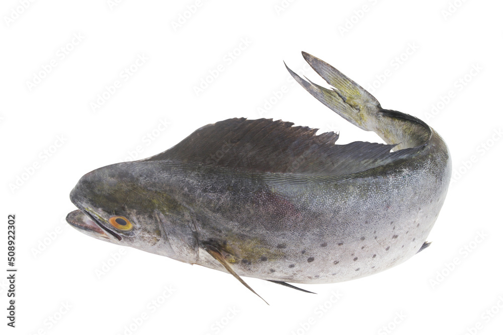 Common dolphinfish or mahi-mahi isolated on white background ...