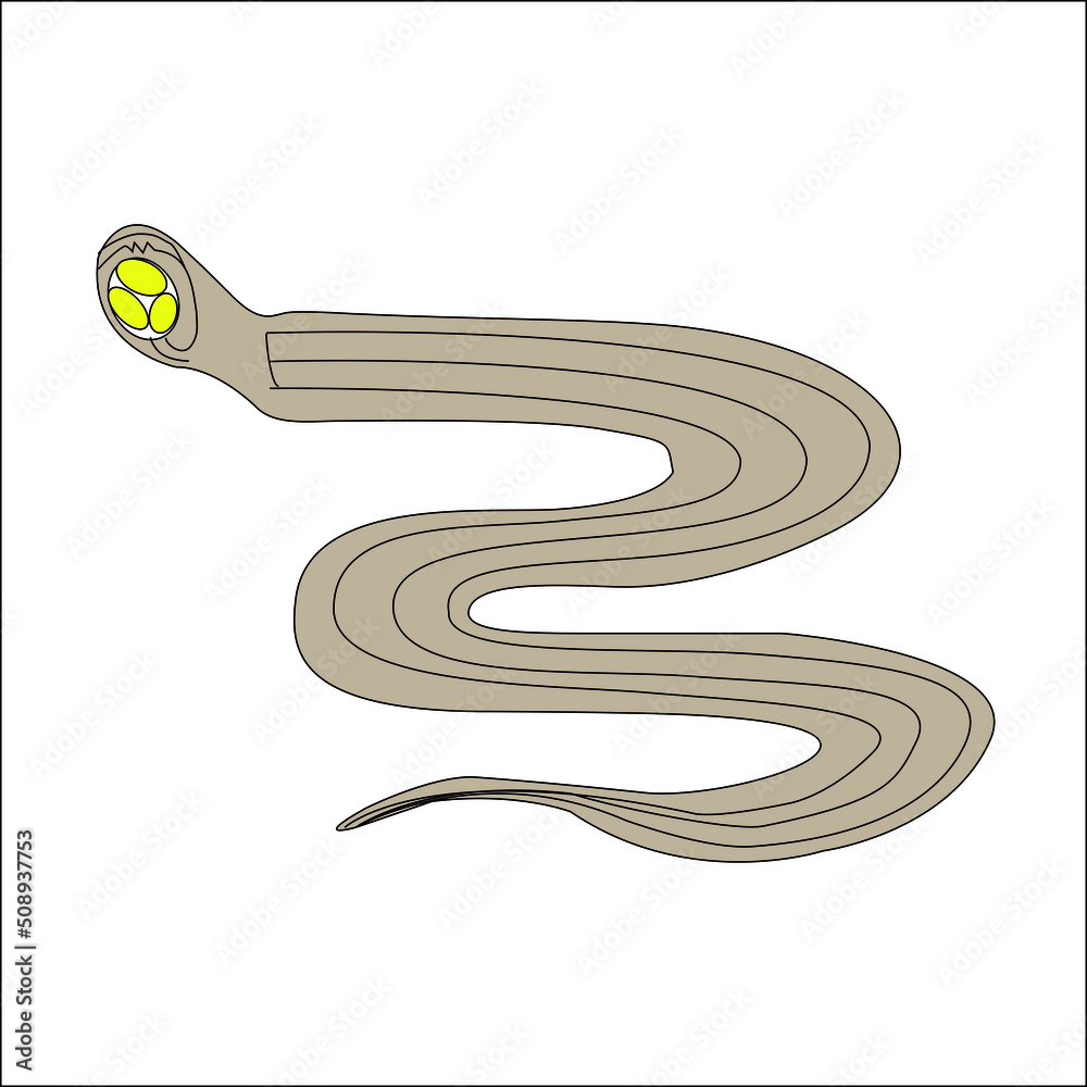 Animal parásito Lombriz intestinal o Ascaris Lumbricoides Verme ...