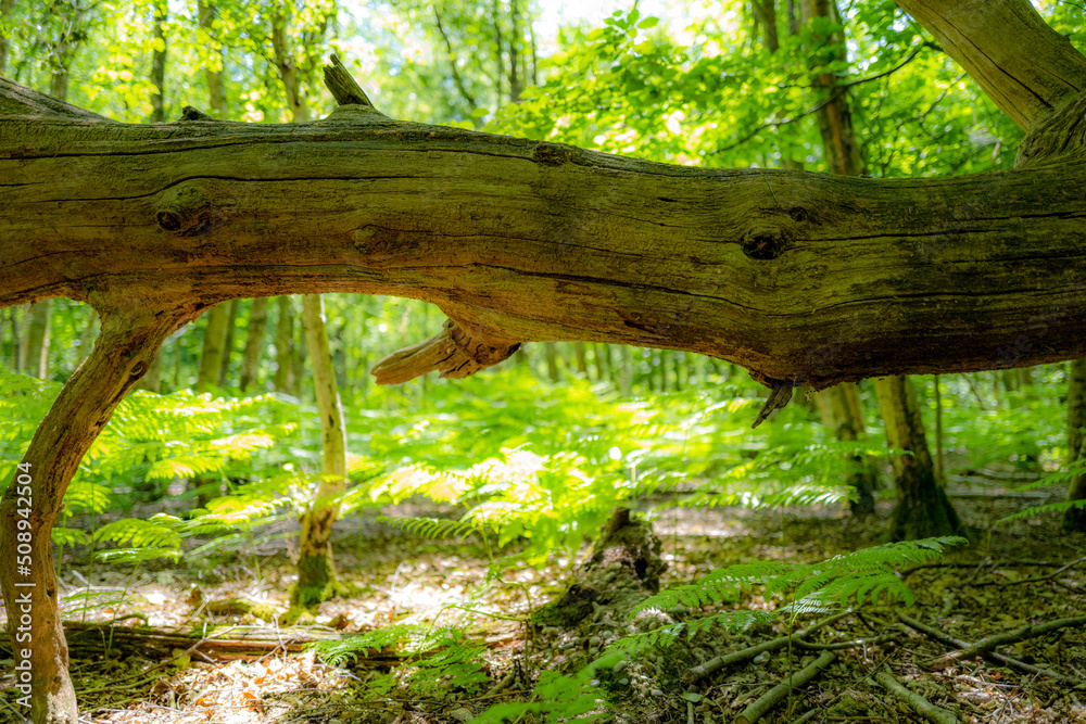 Large dead tree seen helping to create a nature frame for a tranquil ...