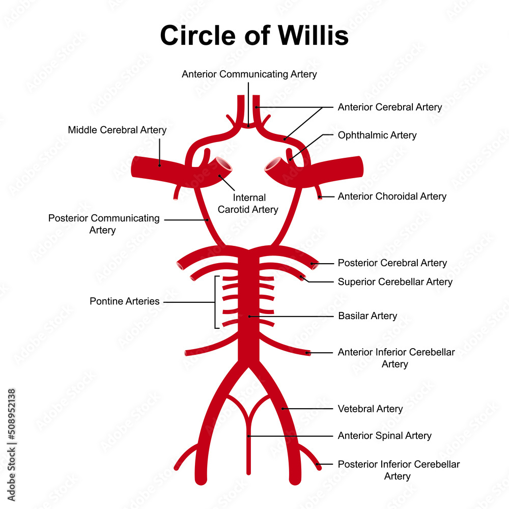 Scientific Designing of Willis Circle Structure. The Circulatory ...