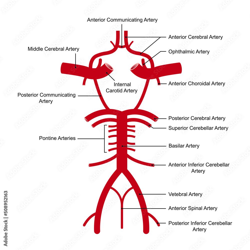 Scientific Designing of Willis Circle Structure. The Circulatory ...