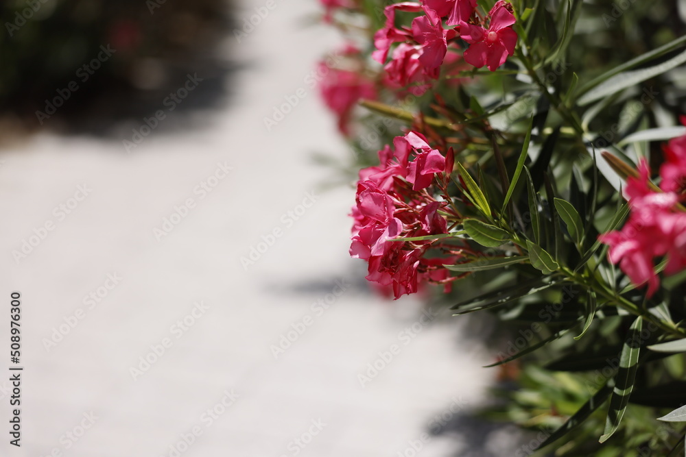 Nerium oleander tough, long-flowering, ornamental shrub or informal ...
