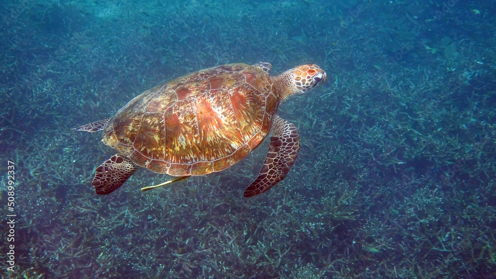 Underwater photo of green sea turtle slowly swimming on scuba diving or ...