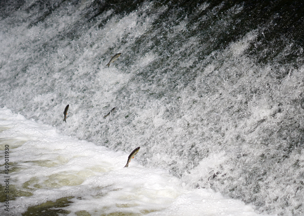 Fish jumping upstream. The water is wild and flows over the weir wall ...