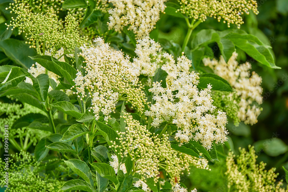 Ligustrum vulgare (wild privet, also sometimes known as common privet ...
