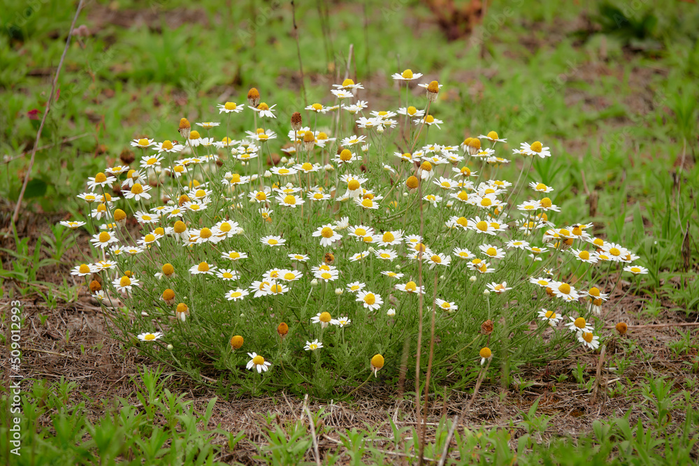 Anthemis arvensis, also known as corn chamomile, mayweed, scentless ...