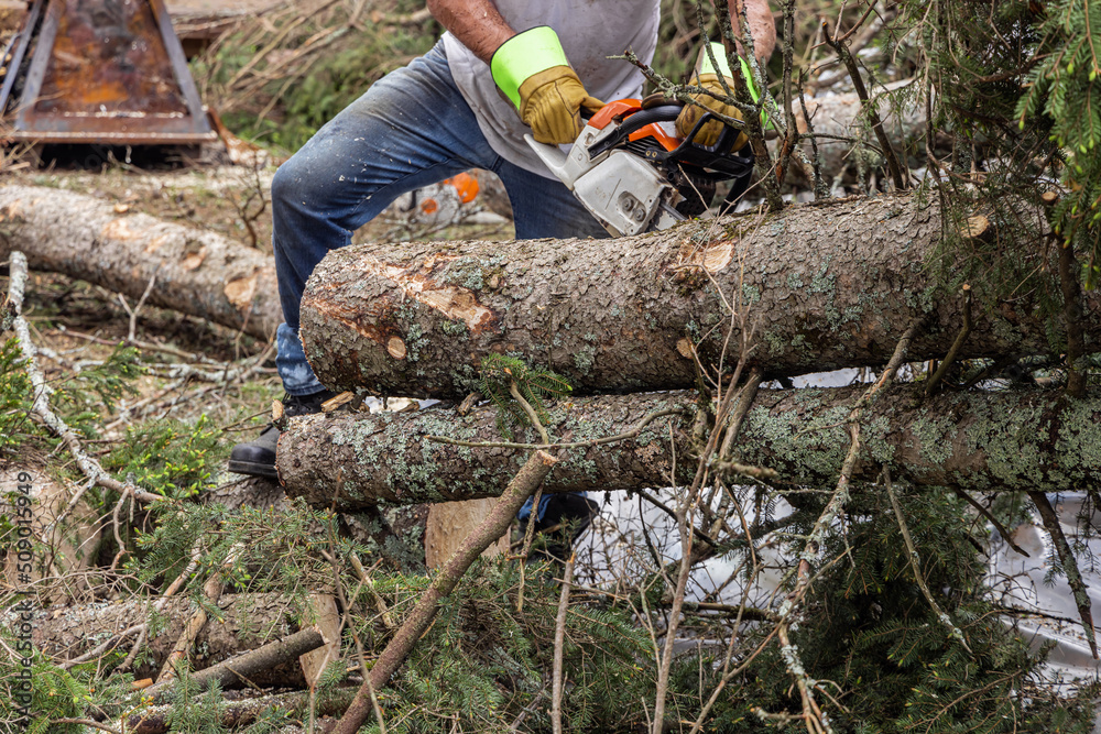 Closeup front view of a tree surgeon wearing protective gloves and blue ...