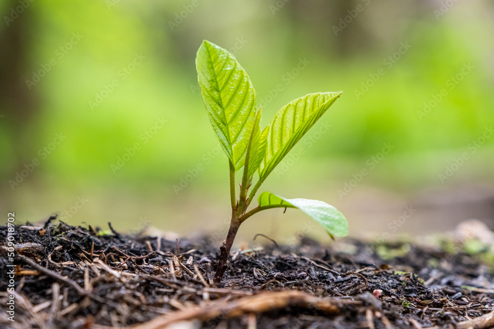 Young plant growing in nature and morning light. concept earth day ...
