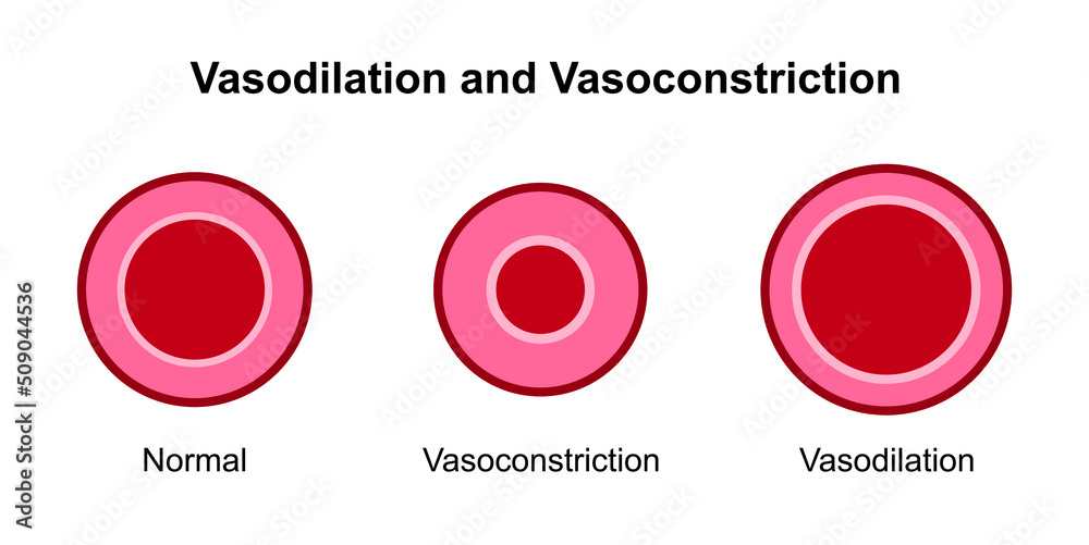 Scientific Designing of Arterial Vasoconstriction and Vasodilation ...