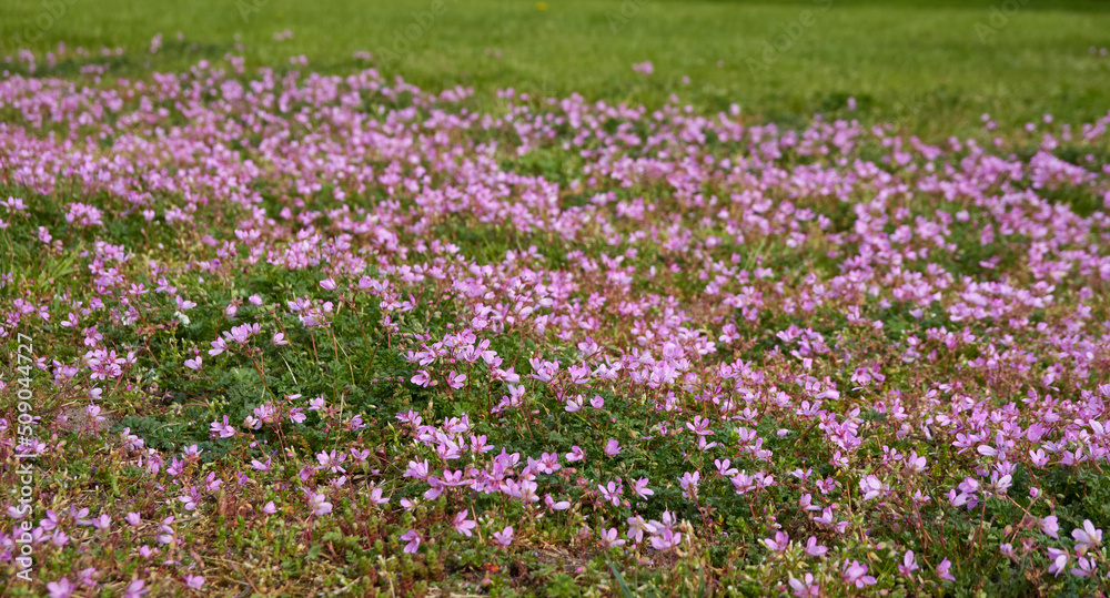 Blooming pink and purple common stork's-bill flowers (Erodium ...