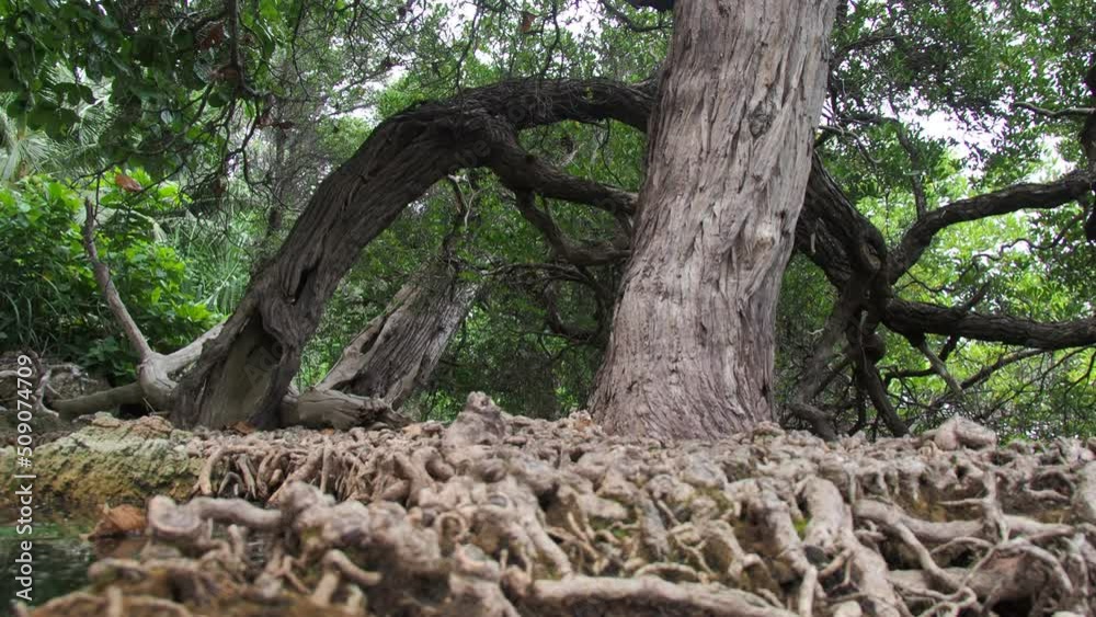 Strange tree roots in the mangrove forests of Thailand. Tree roots in ...