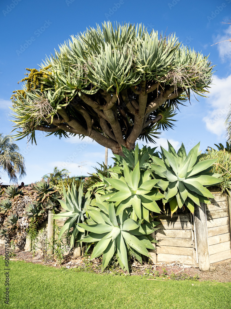 Swan-neck Agave (Agave attenuata) plant under dragon tree Stock Photo ...