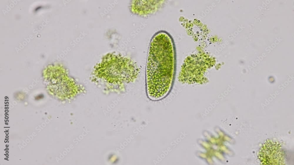 Bacteria and Protozoa in waste water under the microscope. Stock ビデオ ...