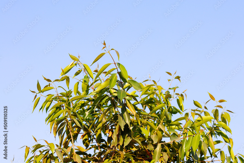 Jamun tree Green Leaves On blue sky. Syzygium cumini, commonly known as ...
