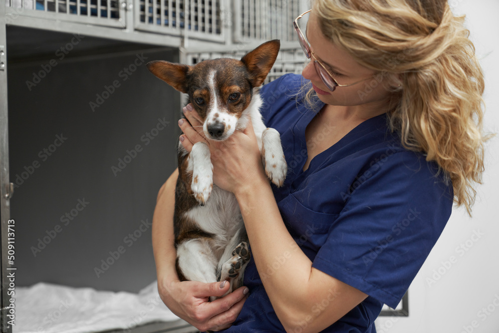 Female veterinary doctor holding small dog by cages Stock Photo | Adobe ...