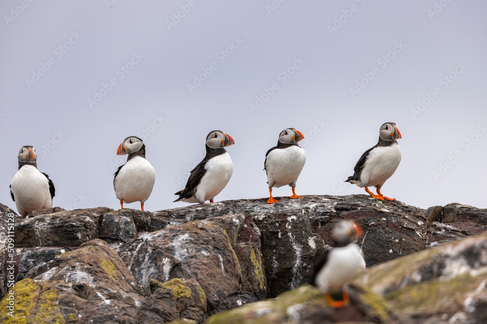 Atlantic puffins on Farne Islands in Northern England. The Farne ...