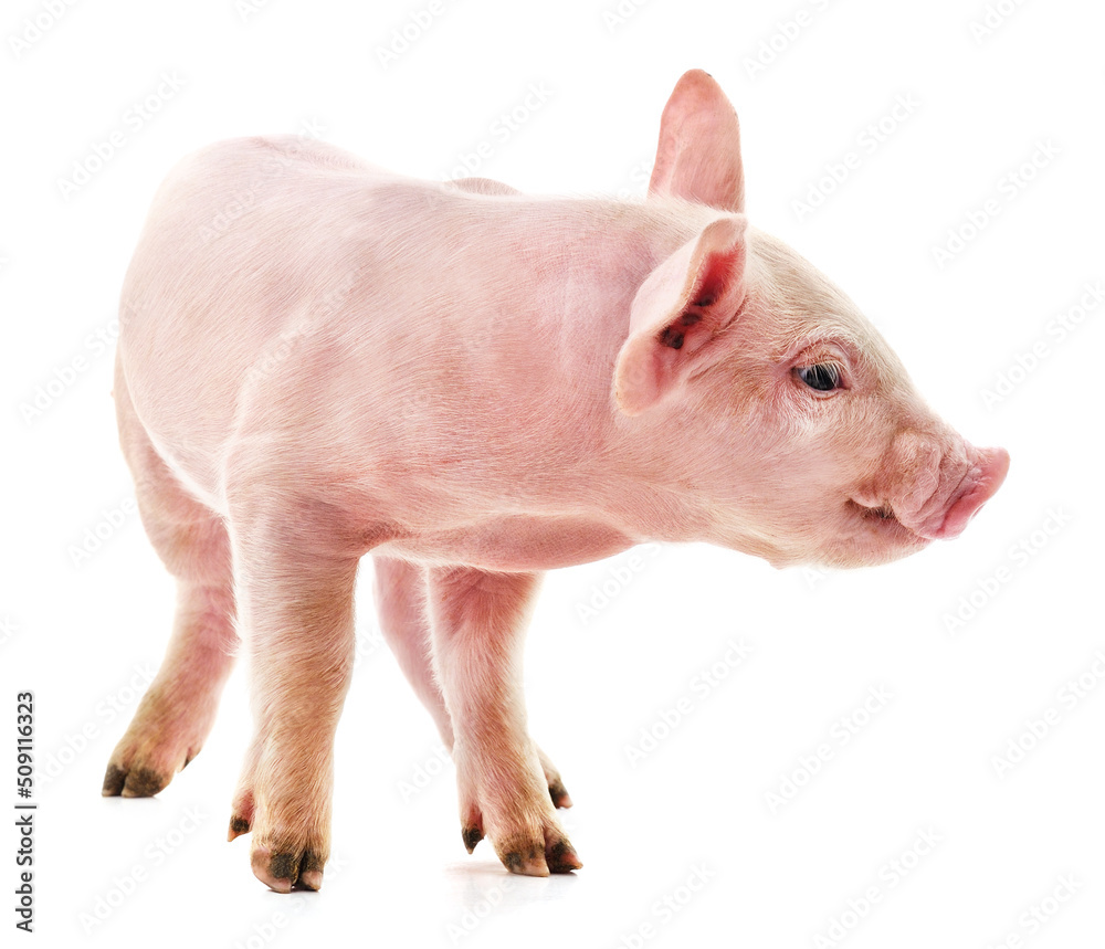 Little pink pig. Stock Photo | Adobe Stock