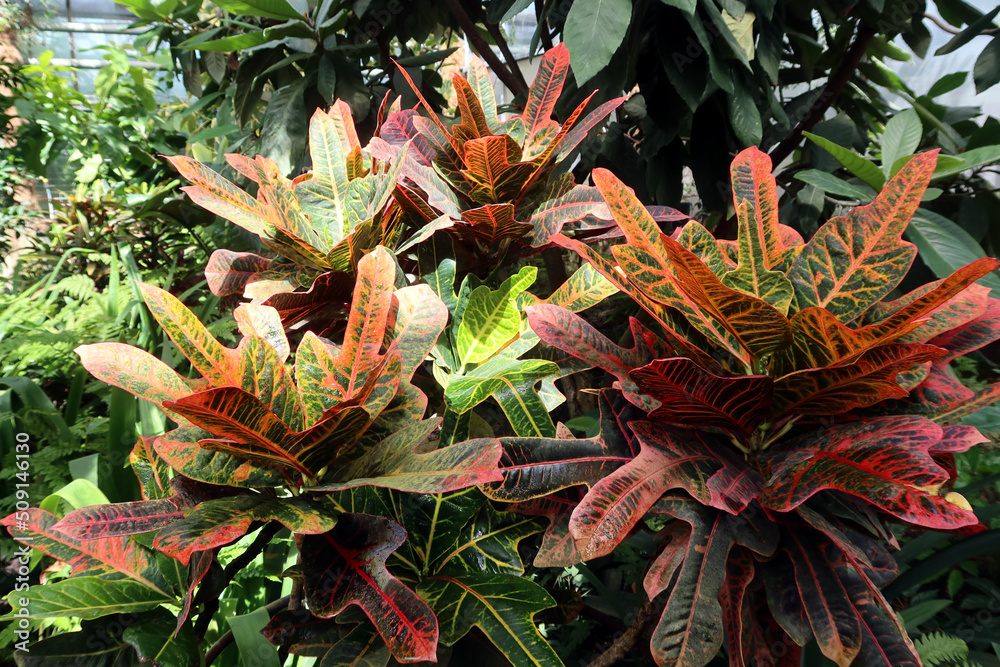 Foto de Codiaeum variegatum is the scientific name for the plant also ...