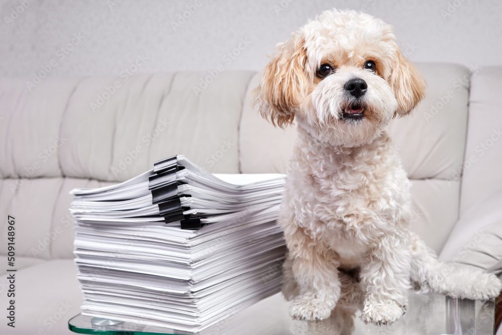 Maltipoo Puppy sits near a stack of office papers fastened with black ...