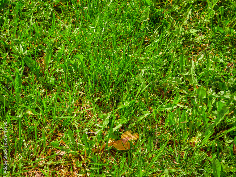 Green grass texture background, Green lawn, Backyard background, Grass ...