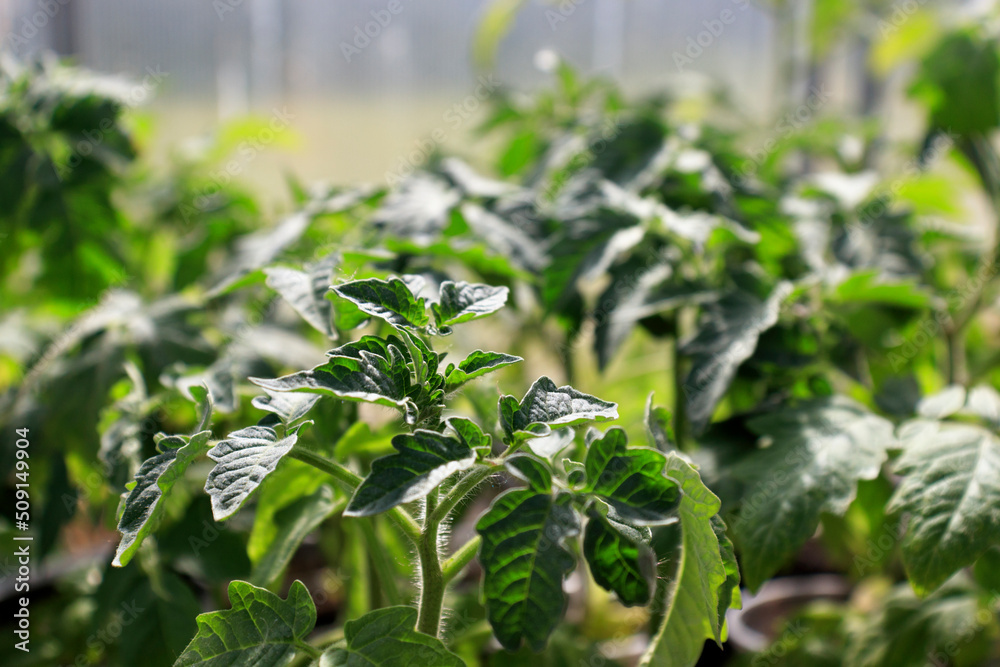 Early seedling , grown from seeds in boxes at home on the windowsill ...