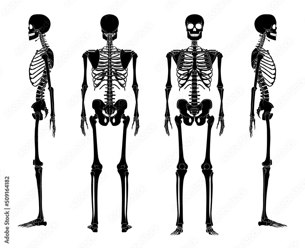 Plakat Set of Skeleton silhouette Human bones hands, legs, chests ...